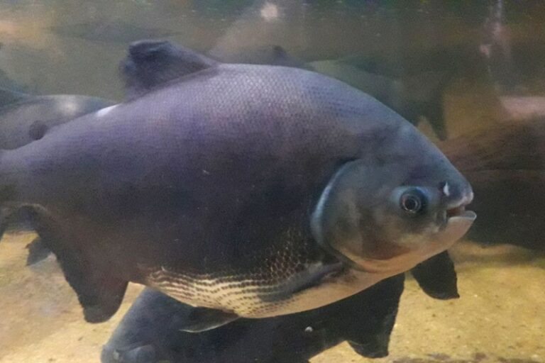O que é o Pacu - É um peixe Rentável na Piscicultura